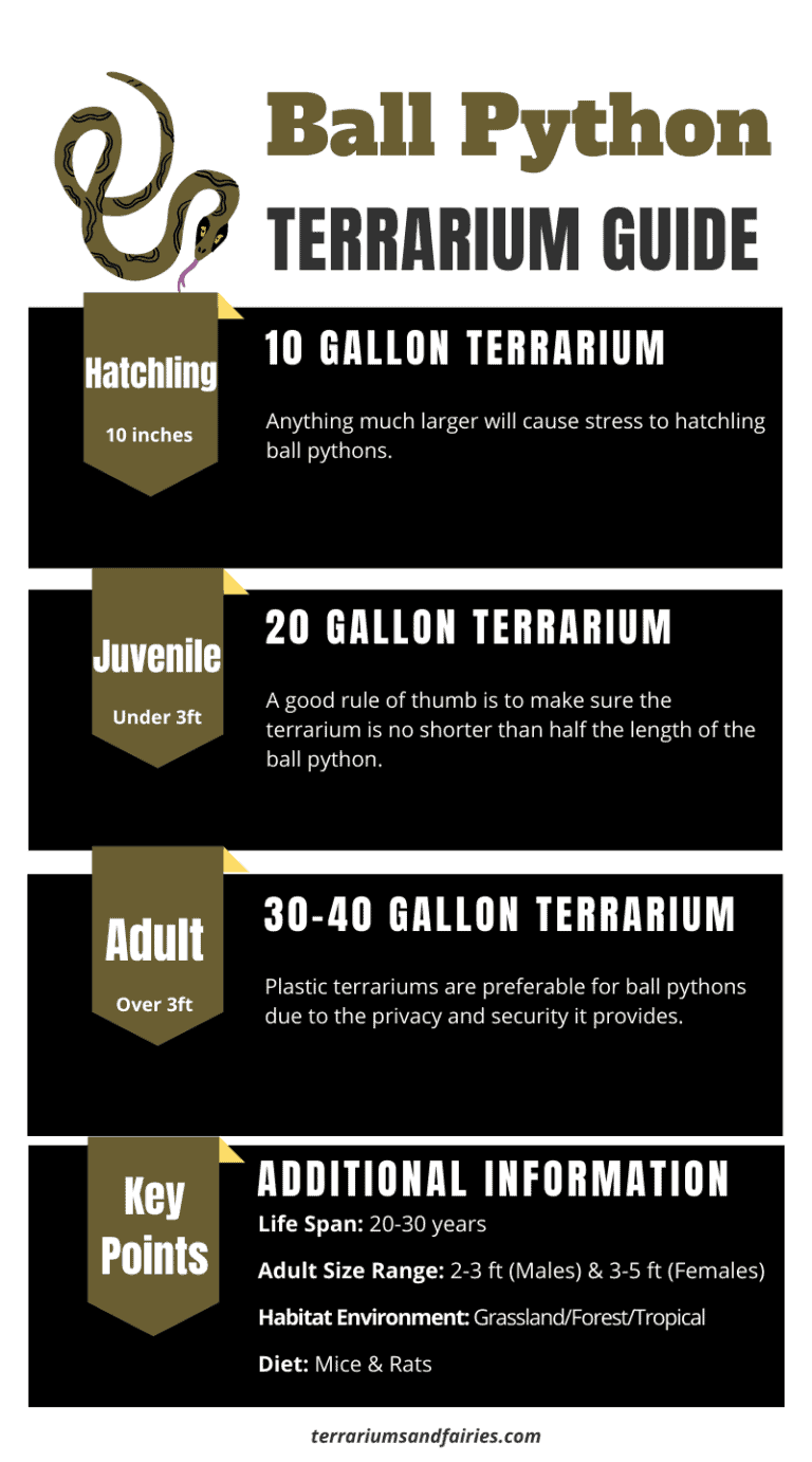 These 15 Reptiles Can Live In A Terrarium/Vivarium – Vivarium Vibes